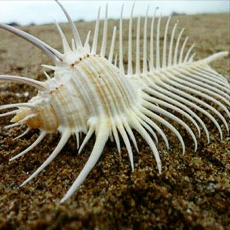 Shell Shells MUREX PECTEN JUMBO Shell Comb Sea Shell CHICOREUS ...