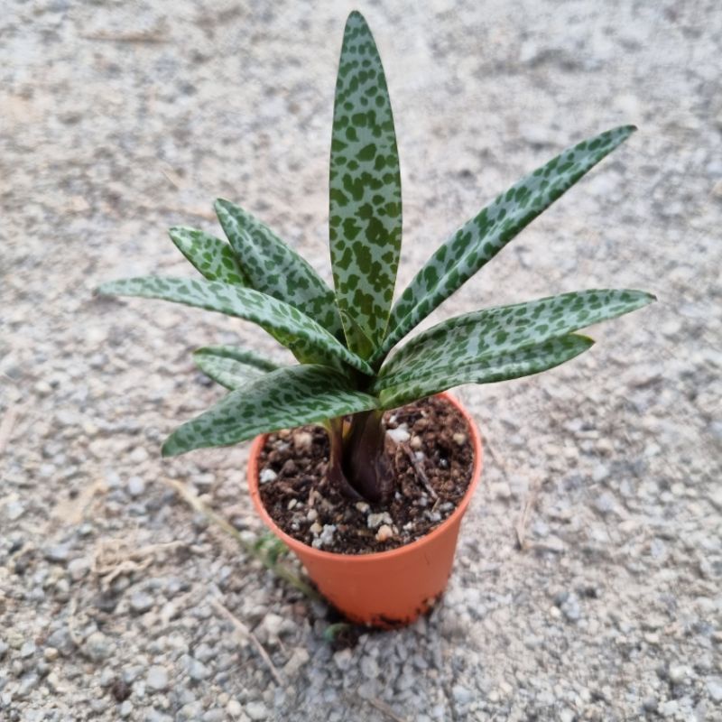Live succulent plant (pot size 5cm) ready stock 多肉植物 油点百合 | Shopee Malaysia