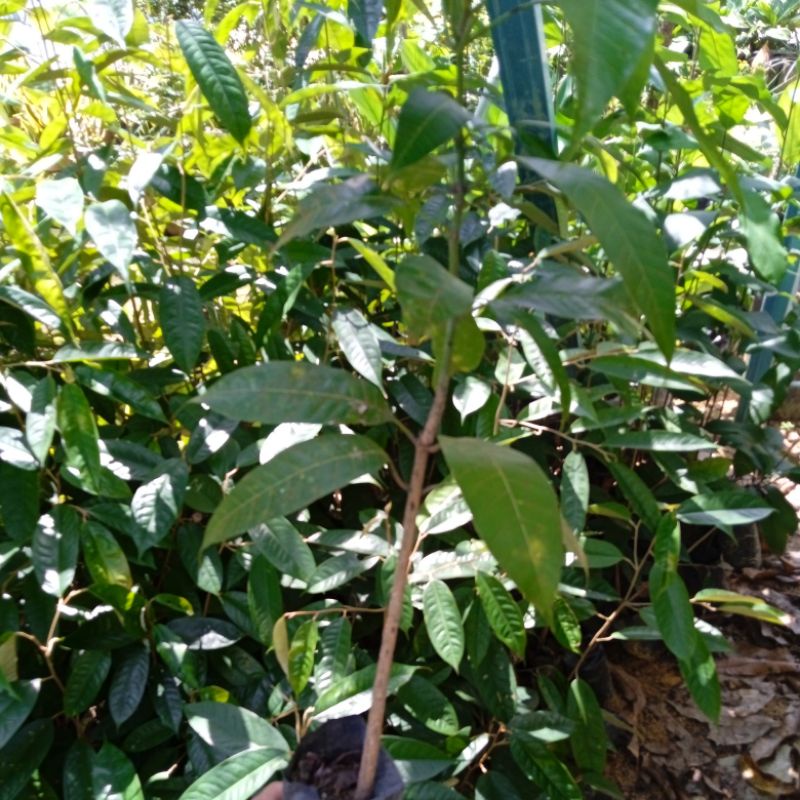 POKOK MEMPELAM / PAUH RINGAN | Shopee Malaysia