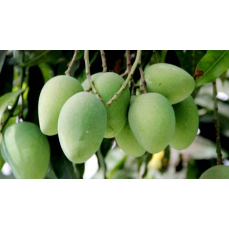 Mangga Muda Masam Fresh(Hijau) ｜Fresh Sour Young Mango(Green) ｜酸青芒果珠 ...