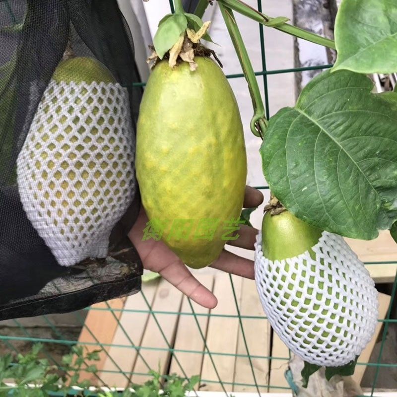 10 Biji Benih - Markisa Jumbo 木瓜百香果种子 | Shopee Malaysia