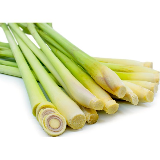 Organic Lemon Grass Live Plant Serai Pokok 10 PCS / Fresh Leaves For ...