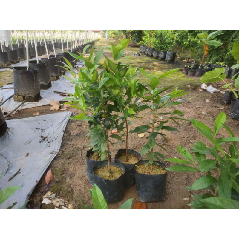 ANAK POKOK DAUN SALAM ATAU SAMAK ATAU SERAI KAYU | Shopee Malaysia