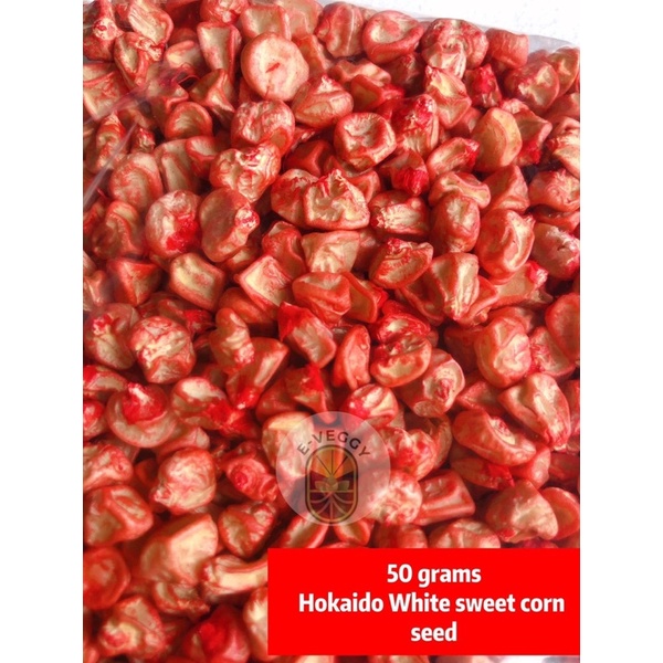 50 grams | Hokaido White Sweet Corn SEED | 北海道品种白玉米种子 | Sweet | Juicy | WHITE CORN SEED | BENIH ...