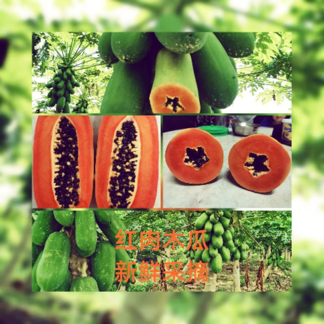 红心木瓜/ 3kgRed Spade Papaya/ 3 kg Betik Isi Merah (fresh from farm ...