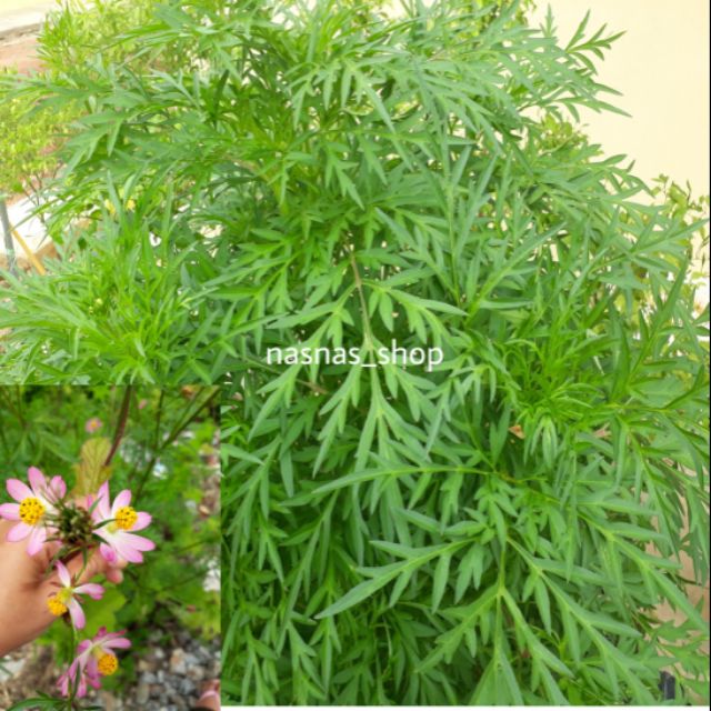 Benih Sayur Ulam Raja 40pcs Biji Seeds Vegetable Seed Vege | Shopee ...