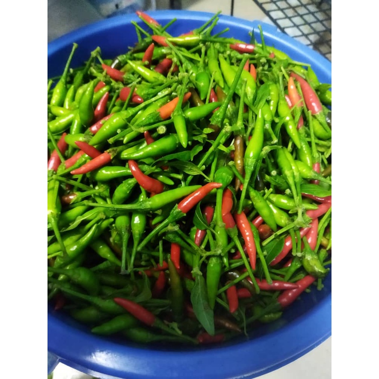 Cili Bara Segar -Cili Padi- Cili Api - Fresh Dari Ladang | Shopee Malaysia