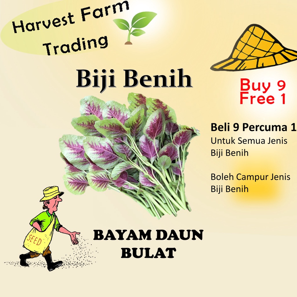 3000pcs+- Biji Benih Bayam Separuh Merah Vegetable Seeds/BIJI BENIH ...