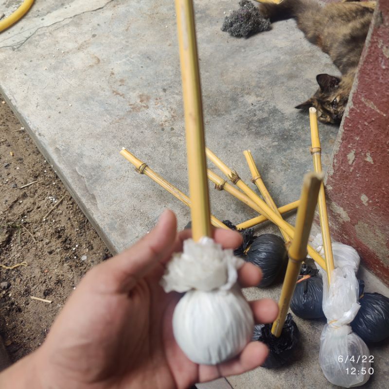 Buluh Kuning Garis Hijau | Shopee Malaysia