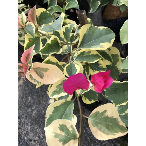 PBN - Bougainville bunga kertas - pokok bunga nursery cepat rajin ...