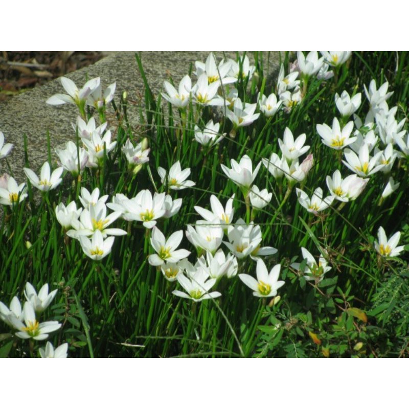 Pokok Bunga Rain Lily / Zephyranthes Grandiflora ( Bunga Bawang ...