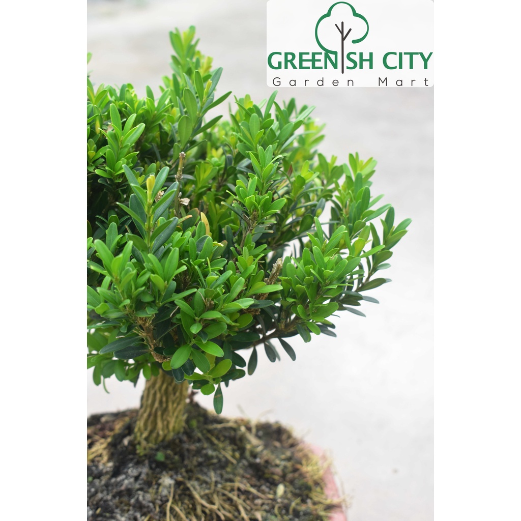 GNC - Boxwood Buxus Yellow Bonsai Live Plant Pokok Bonsai 黄杨盆栽 | Shopee ...