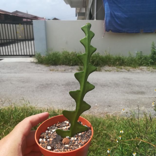 SOM - Live Plant Disocactus anguliger/ fishbone cactus/zig zag cactus ...