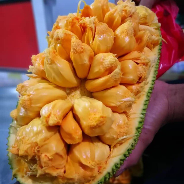 POKOK CEMPEDAK KING HYBRID | Shopee Malaysia
