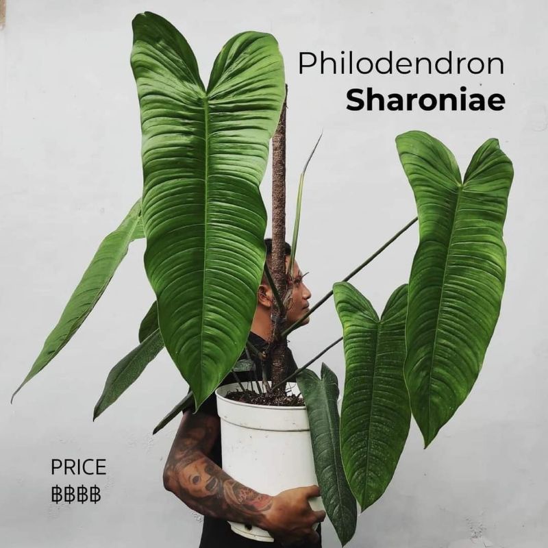 Philodendron sharoniae / Philodendron dolichogynium | Shopee Malaysia