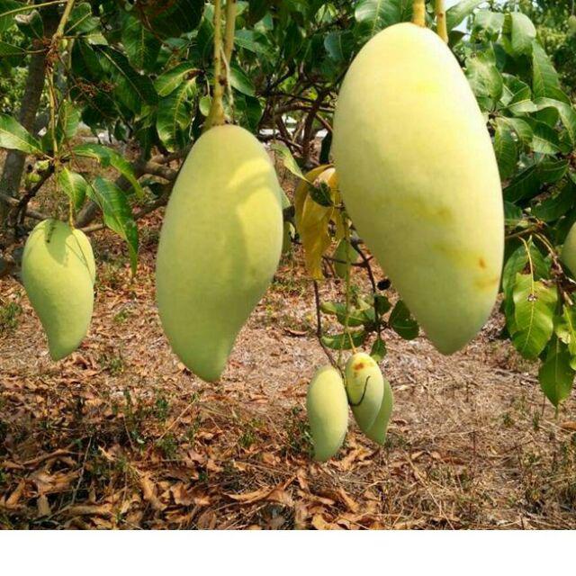 Pokok Mangga mango tree khawin: Siku Raja /Lemak /Kelapa / Epal / Gajah ...