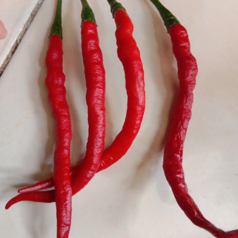 10pcs seeeds CILI MERAH Thailand buah lebih panjang dan pedas ...