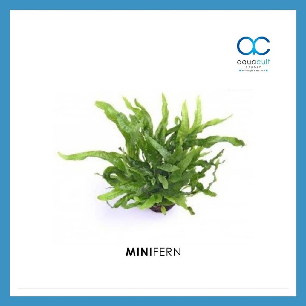 🔥BEST SELLER🔥Microsorium Pteropus 'Mini Fern' Wood (Aquascape/Aquarium ...