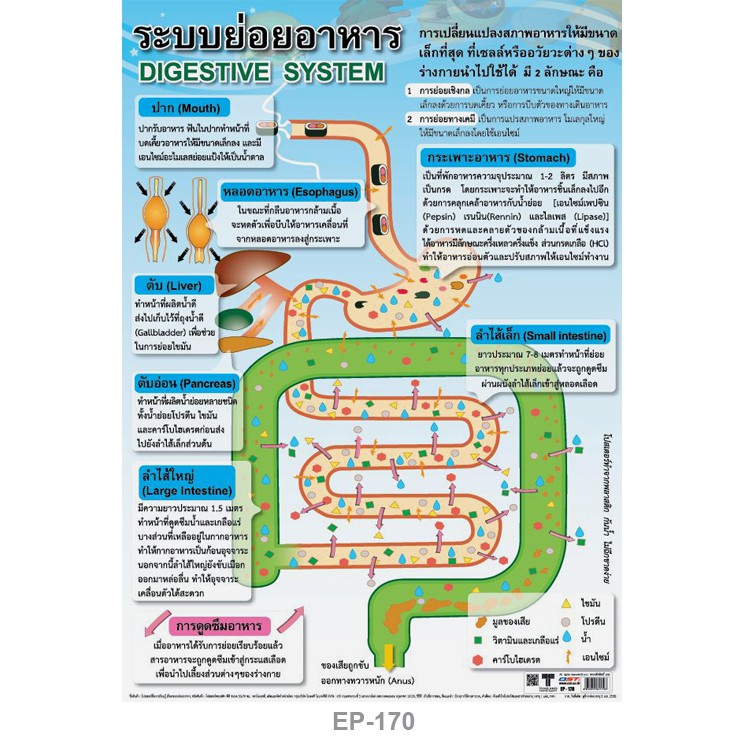 Poster: Science Digestive Systems PP Plastic Poster | Shopee Malaysia