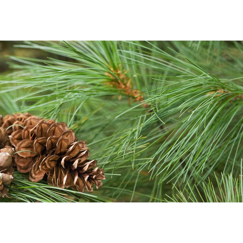 Alpha Pinene (5ml, 10ml, 15ml, 20ml) | Shopee Malaysia