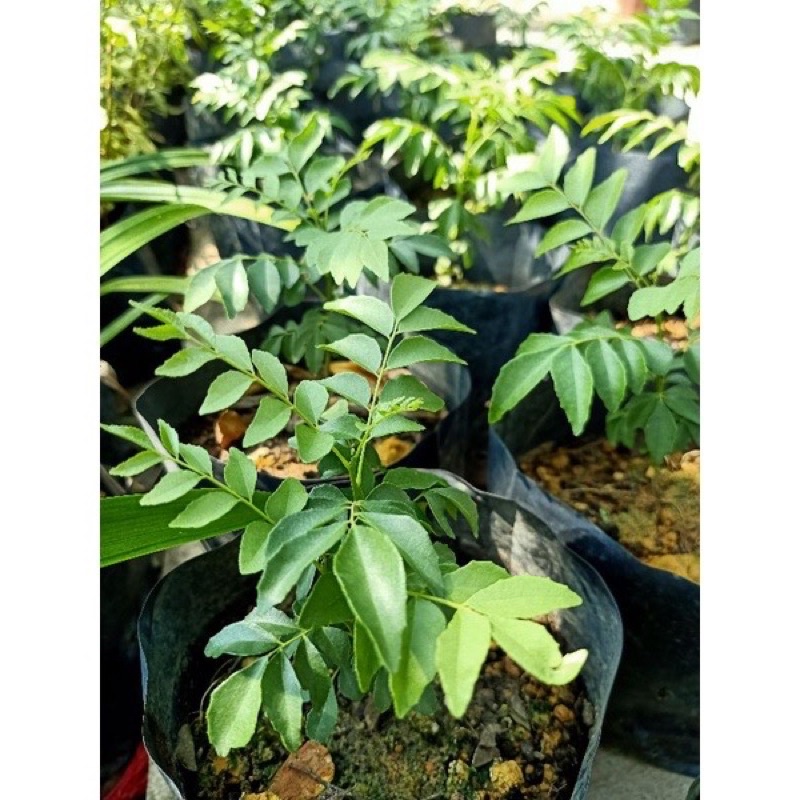 Anak Pokok Kari kampung 九里香)咖喱叶 | Curry Leaf Tree FREE baja | Edible ...