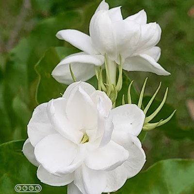 Pokok Bunga Melur Susun Harum Wangi / Melur Rose / Jasminum Sambac ...