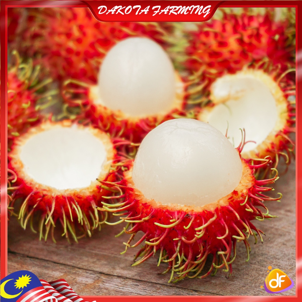 Anak Pokok Rambutan Jarum Mas Cepat Berbuah Pokok Hybrid | Shopee Malaysia
