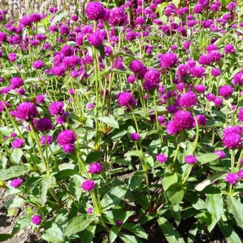 Biji Benih Bunga Butang/ Biji Benih Bunga Gomphrena Globosa Flower ...