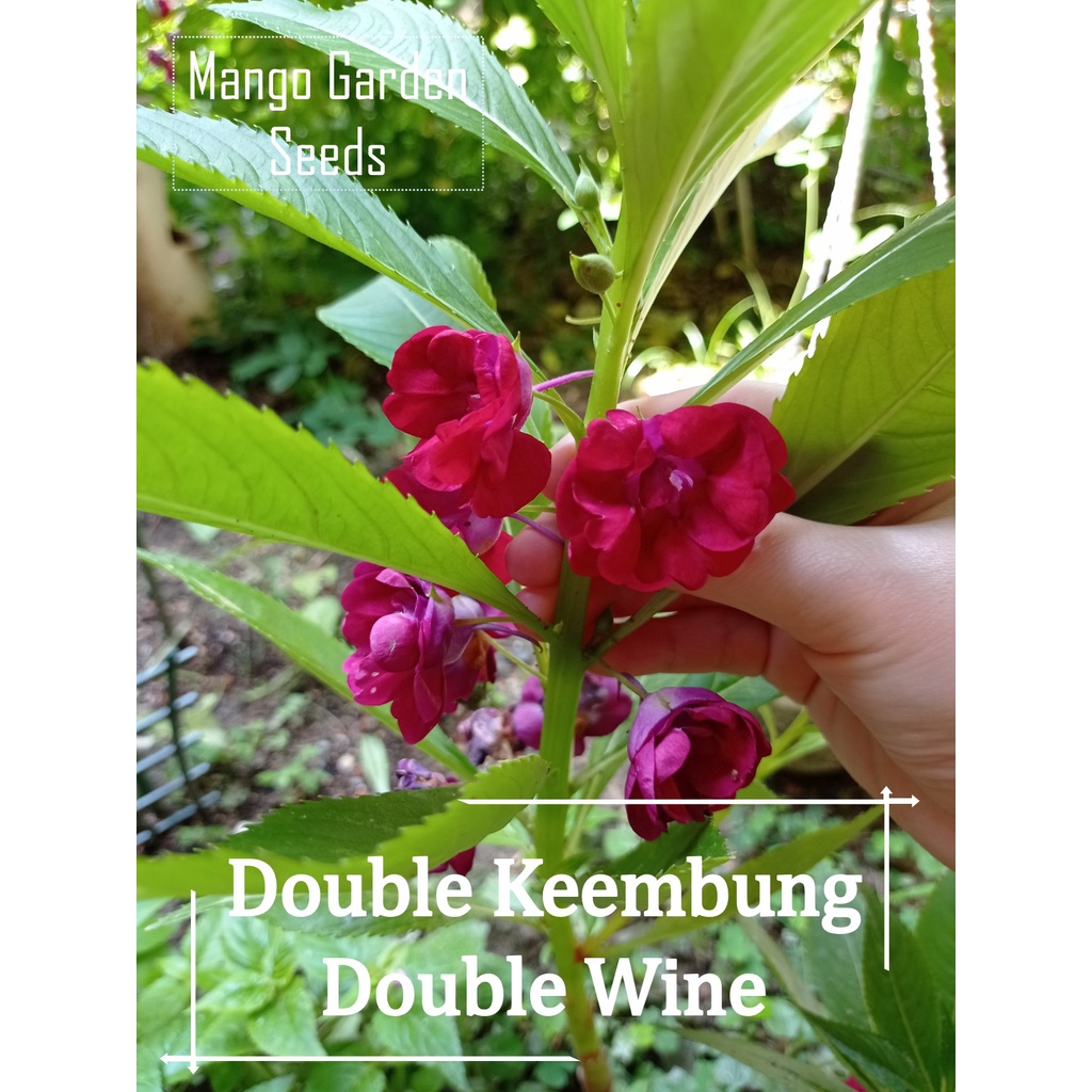 *Rare*Double Petal Bunga Keembung Wine Seeds - 30 Seed *Pot Friendly ...