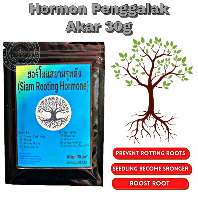 [30g] Original Thailand Siam Rooting Hormone/Baja Akar/Hormon Penggalak ...