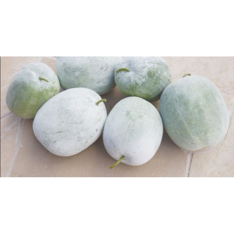 Biji Benih Labu Air Bulat (30 seeds) | Shopee Malaysia