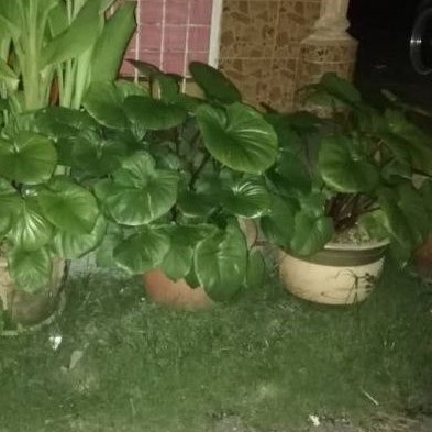 KELADI KEMUYANG/ANAK POKOK KELADI KEMUYANG/KEMOYANG BATANG HITAM ...
