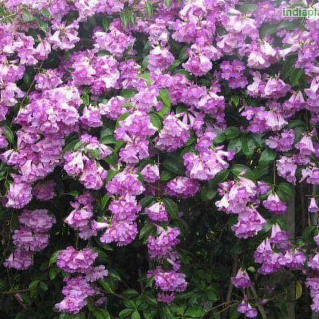 Pokok bunga garlic vine | Shopee Malaysia