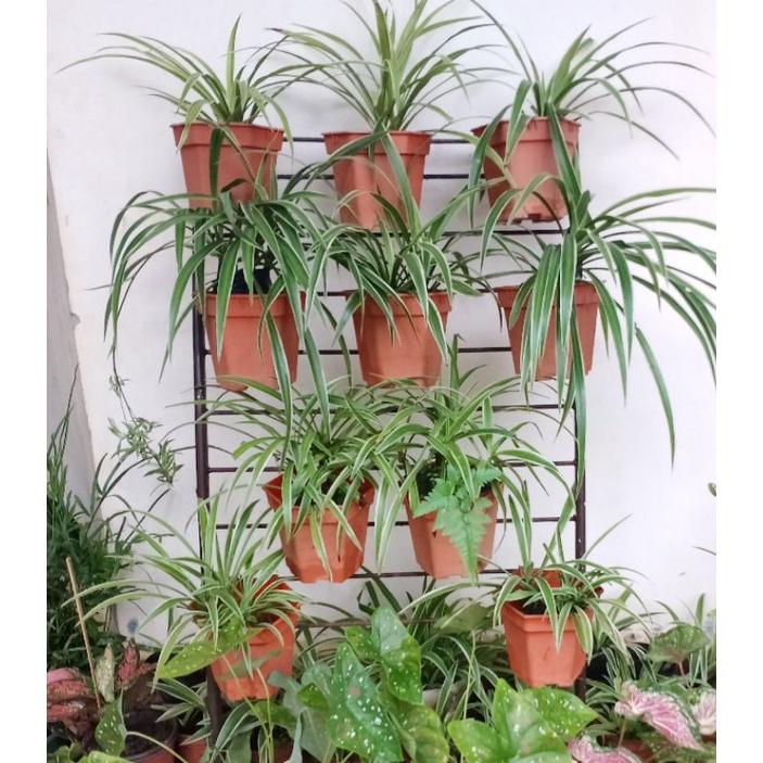 Pokok Spider Plants. | Shopee Malaysia