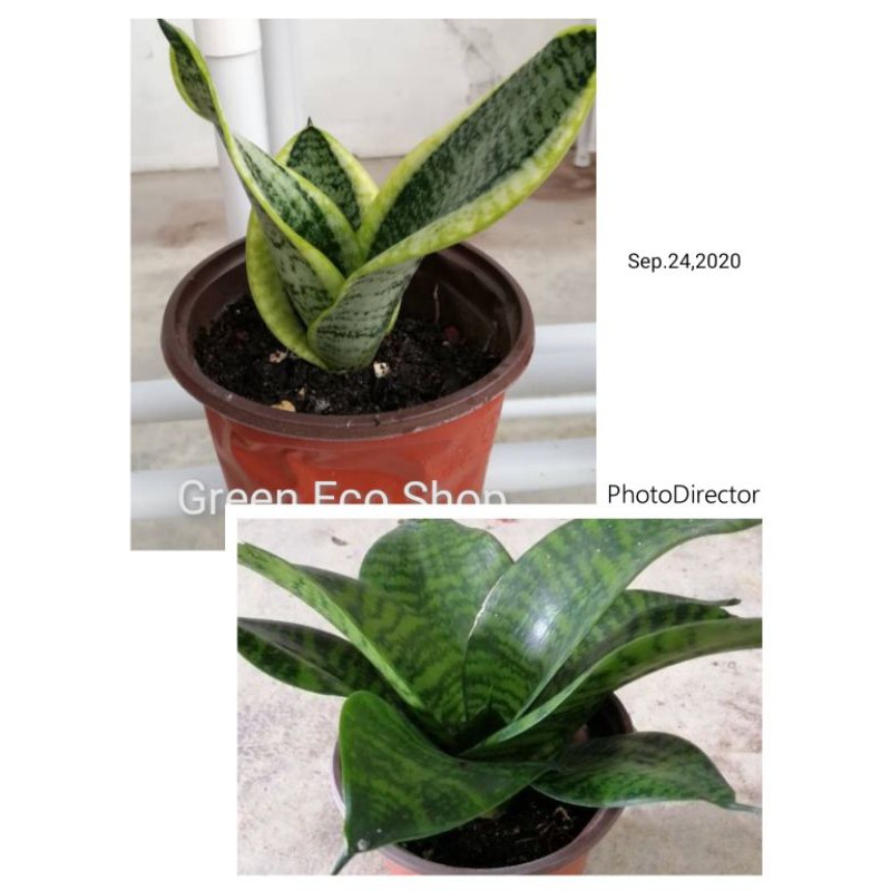 Snake plant (Live plant) | Shopee Malaysia