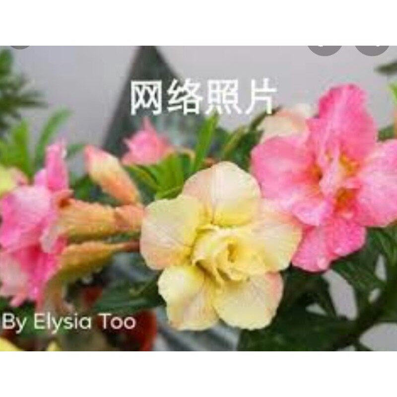 台湾花色（芙蓉醉）/ Taiwan Flower（Fu Rong Zui） | Shopee Malaysia