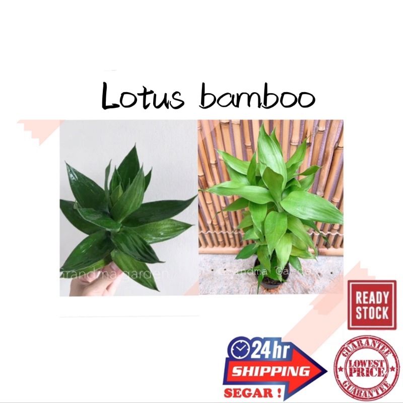 (GG real plant) broadleaf bamboo ^ lotus bamboo (3stem) ^ feng shui ...