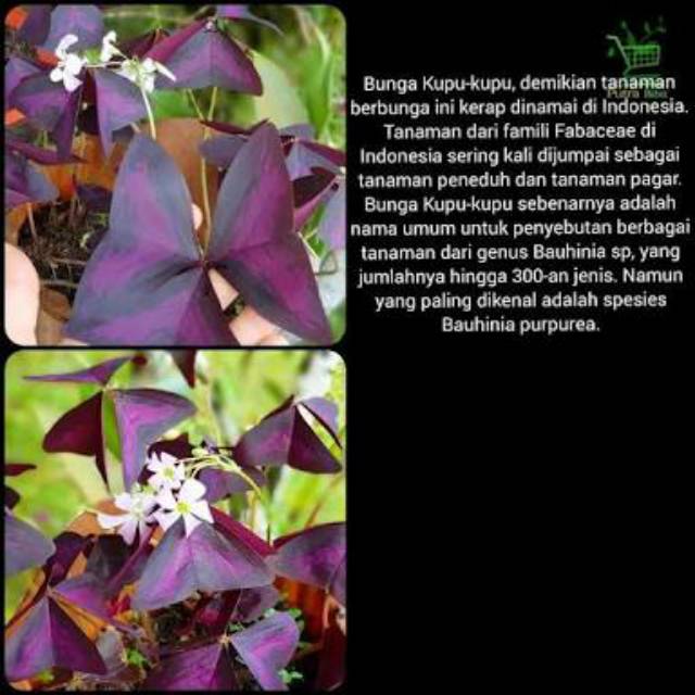 UNGU Purple Butterfly Leaf Ornamental Plant - Purple Shamrock - Oxalis ...