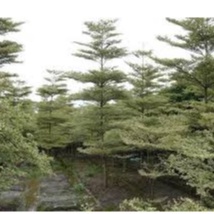 busida batik花葉雨傘樹 pokok doa bucida putih pokok tadah langit hiasan luar ...