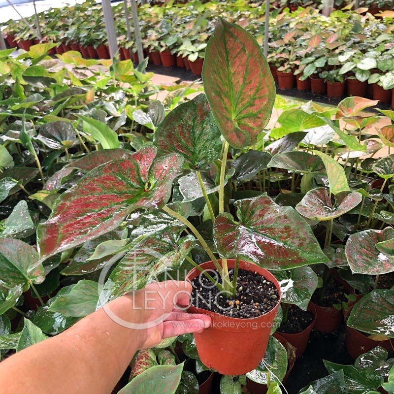 TKL - Caladium RoseGlow/Glitters/Debuntante/Danasty/GreenSpider/NewWave ...