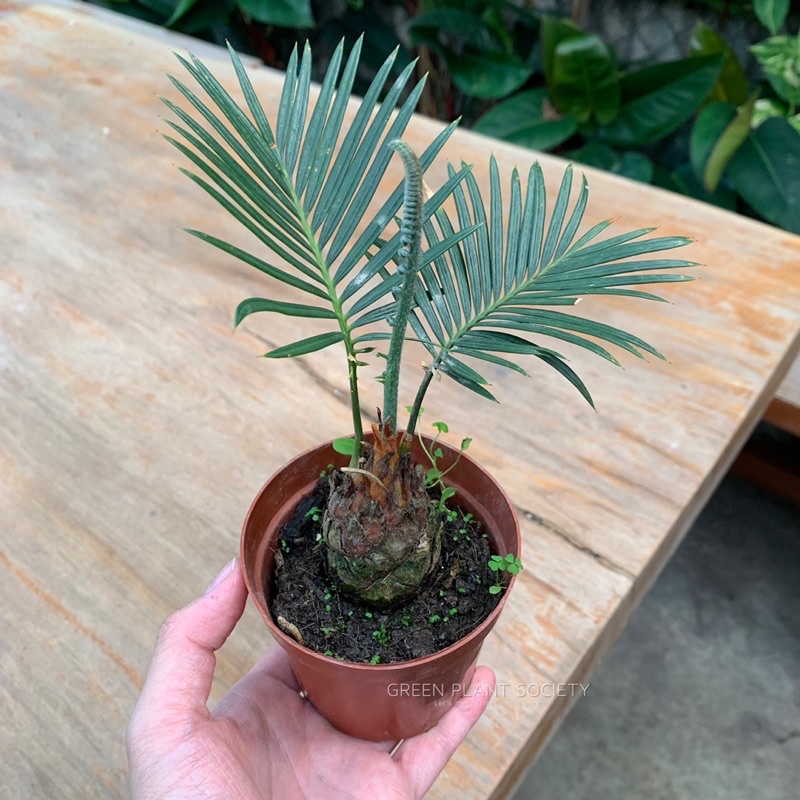 GPS Green Plant Society live plant Sago Palm / Mini Cycas Bonsai 苏铁 铁树 ...