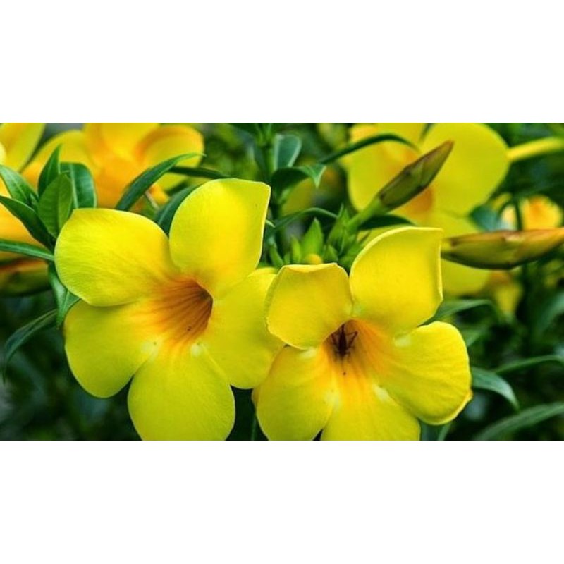 BEST BUY! POKOK BUNGA ALAMANDA / AKAR KUNING (BUNGA LOCENG) | Shopee ...