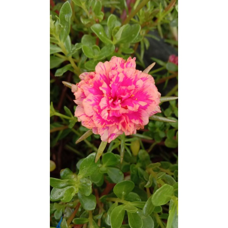 Bunga Kembang Pukul 10 Pagi/ Rose Jepun CARNATION (PART 1) | Shopee ...