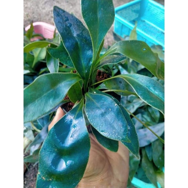 *EXOTIC RARE * MICROSORUM SIAMENSE (METALLIC BLUE FERN) IN 4 INCH POT ...