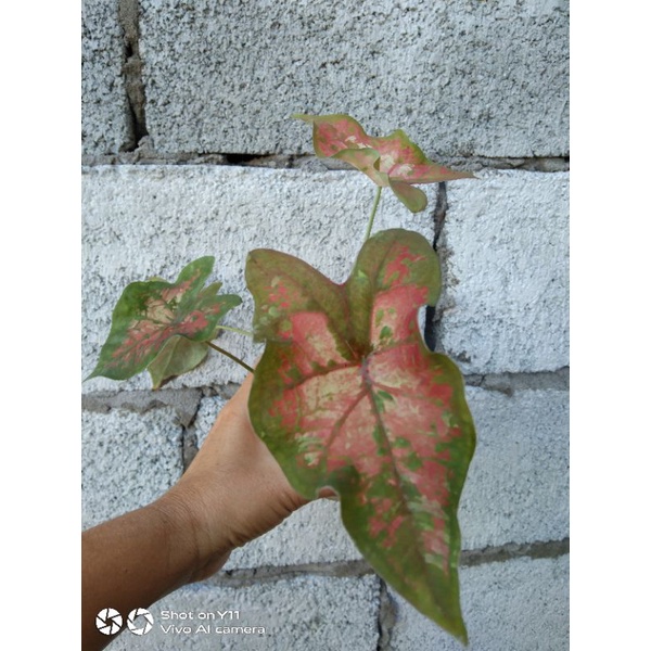 Keladi Rama-rama Butterfly Caladium | Shopee Malaysia