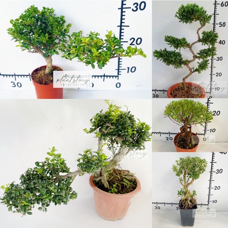 🌱 Bonsai🌱冬青 盆栽🌱赤楠🌱榆树🌱 Ulmus pumila 🌱Slepping Pine 🌱睡松盆栽🌱 Serissa ...