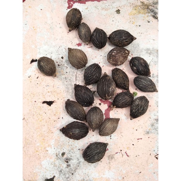 15 biji pinang merah kering untuk gubahan bunga & kraftangan. Diy dried ...