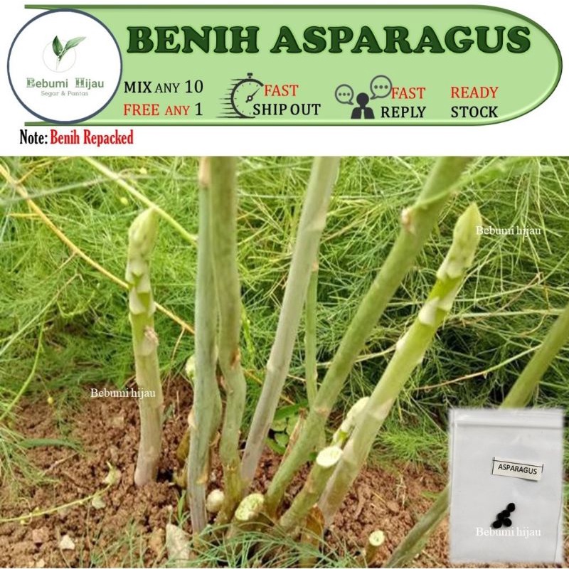 5pcs Benih ASPARAGUS HIJAU seeds | Shopee Malaysia