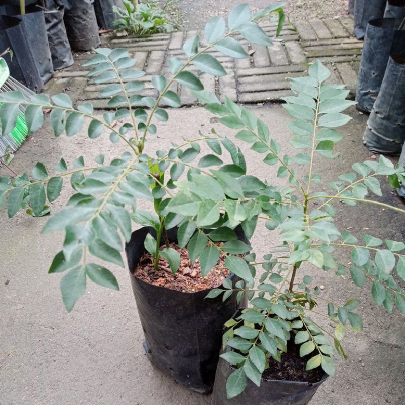 Pokok kari / pokok kari | Shopee Malaysia