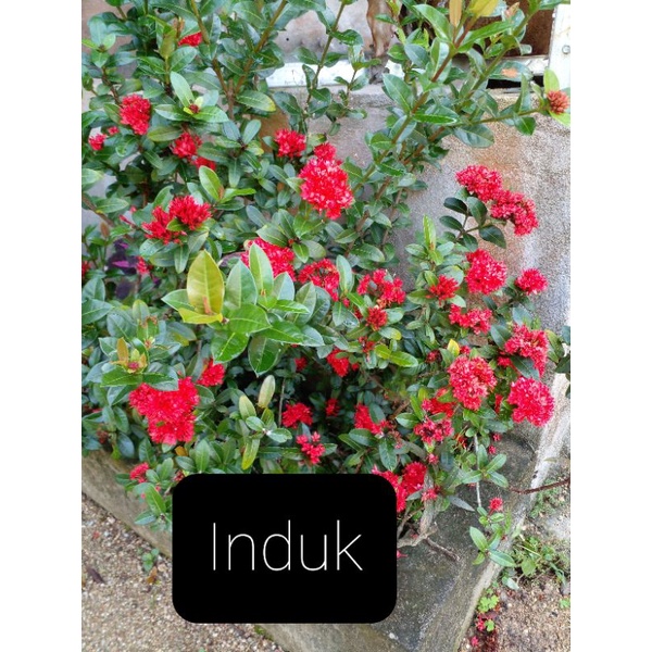 Pokok bunga IXORA/Tudung Periuk/Bunga merah | Shopee Malaysia